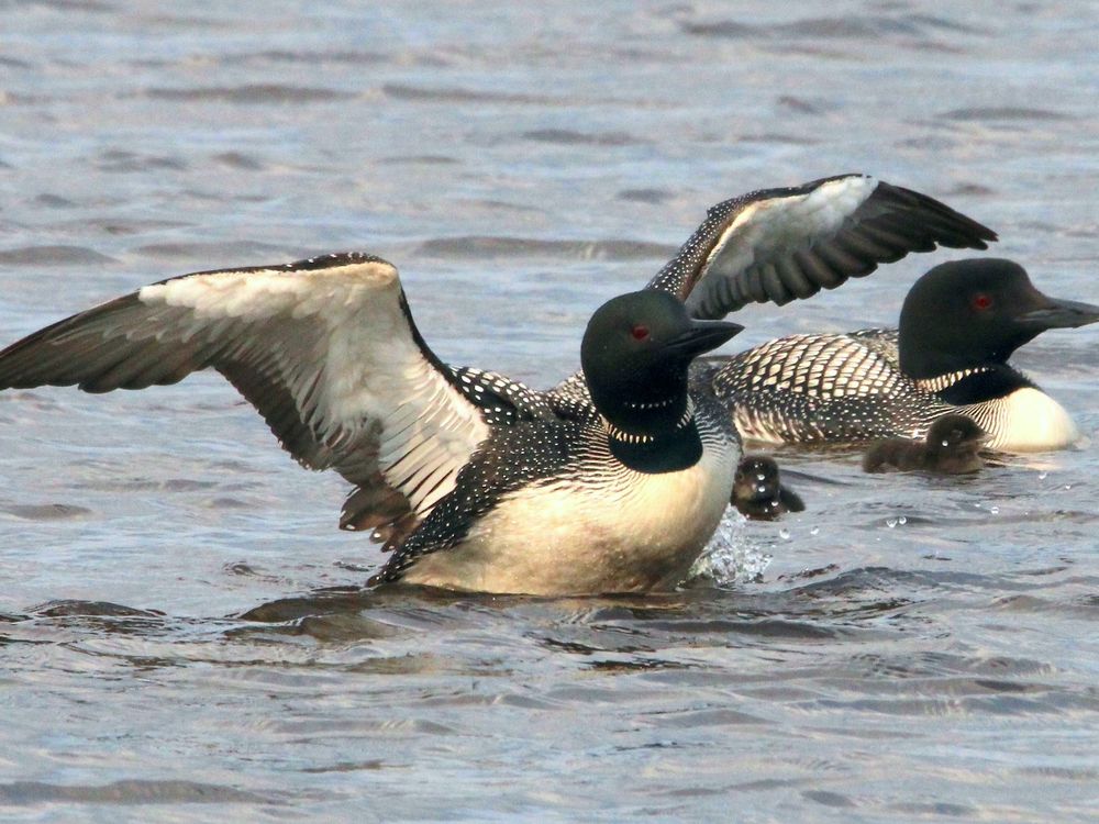 She's the Oldest Common Loon in the World. She Just Had Her 42nd Chick