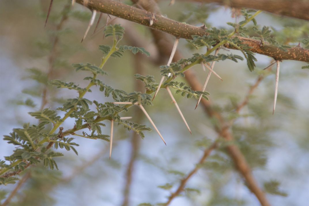 Thorns on a tree | Smithsonian Photo Contest | Smithsonian Magazine