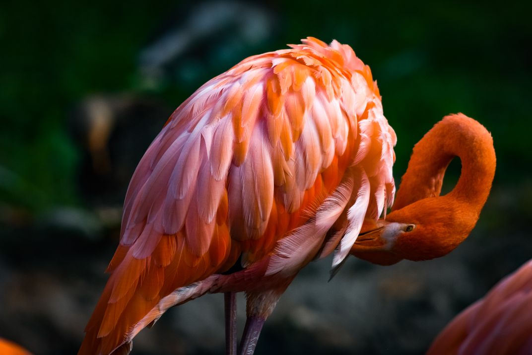 Preening Flamingo | Smithsonian Photo Contest | Smithsonian Magazine