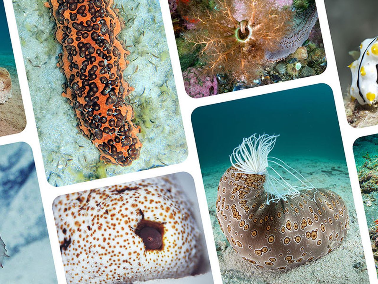 sea cucumbers