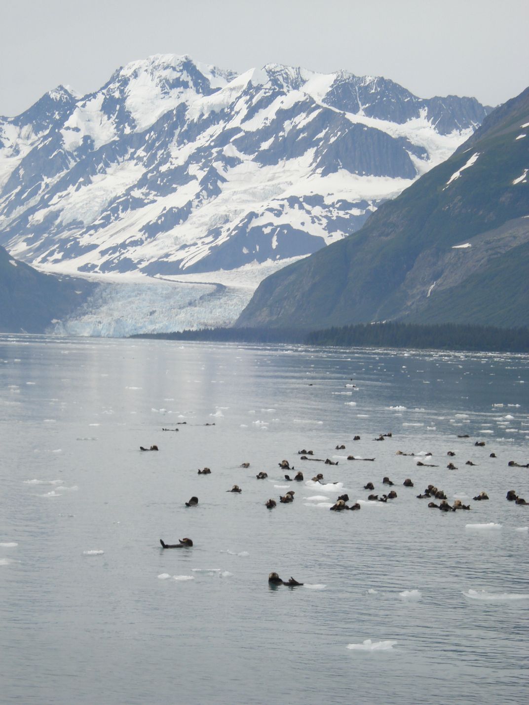 Otters' Turf: Sea otters enjoying the cool glacial waters of Alaska ...