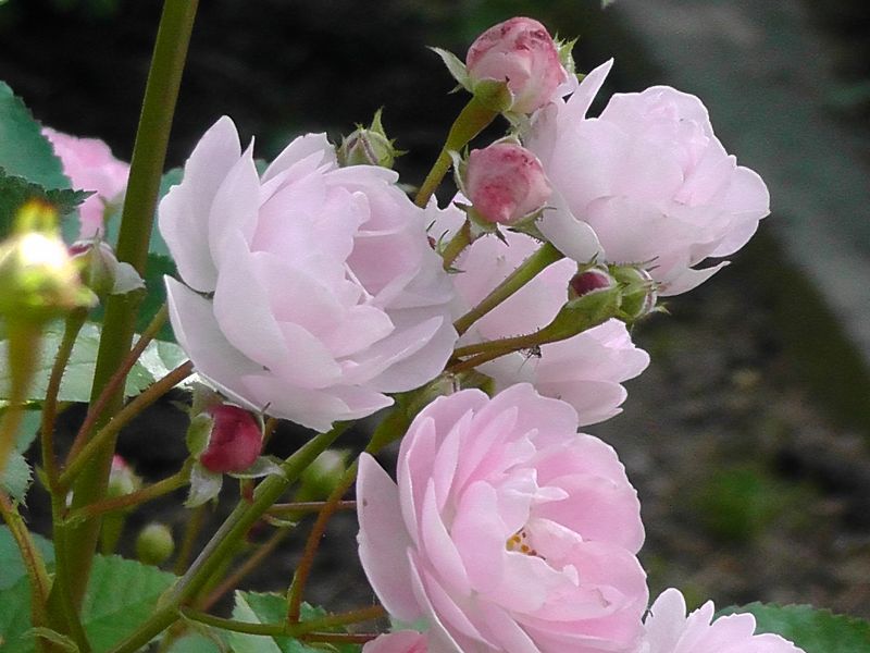 magic roses | Smithsonian Photo Contest | Smithsonian Magazine