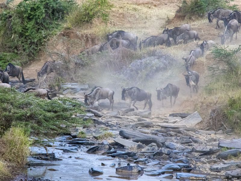 Wildebeest River Crossing, Masai Mara National Park, Kenya ...