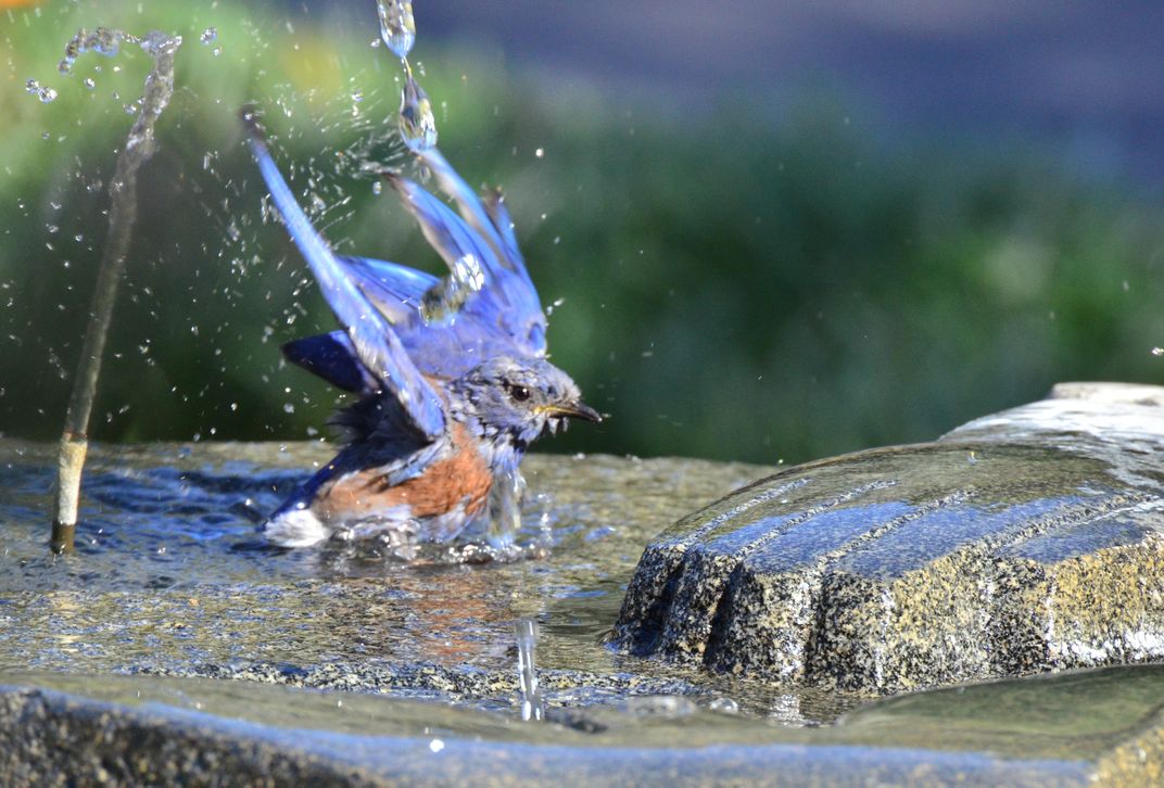 Cedrick the Robin Bathing in the Fountain | Smithsonian Photo Contest ...
