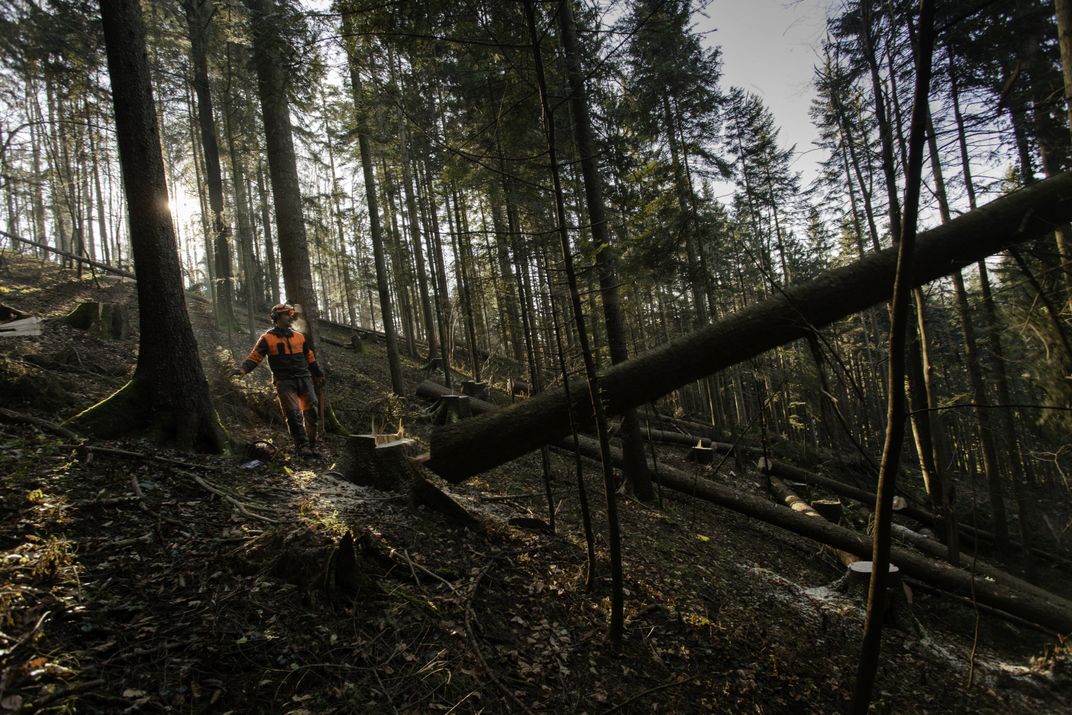 The forester | Smithsonian Photo Contest | Smithsonian Magazine
