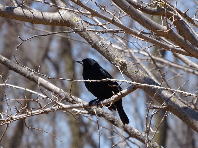 Blackbird in Spring Tree | Smithsonian Photo Contest | Smithsonian Magazine