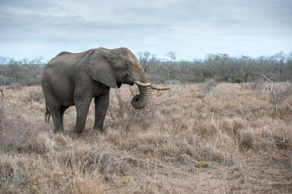 Drought May Force 18 Elephants Out of Africa