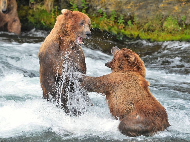 Brown Bear Fight | Smithsonian Photo Contest | Smithsonian Magazine