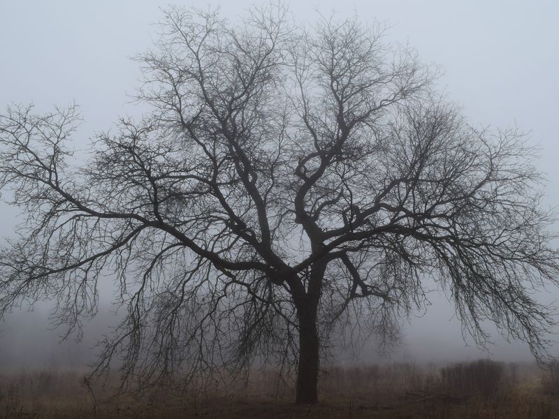 Oak tree in the mist on the Chicago lakefront | Smithsonian Photo ...