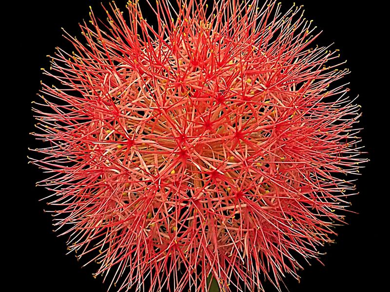 Spiky Head | Smithsonian Photo Contest | Smithsonian Magazine