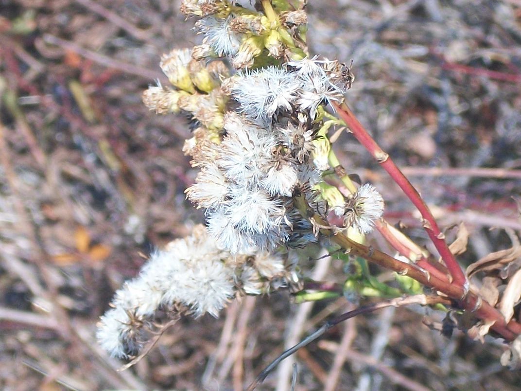 Sea myrtle blooming in late fall at Sandy Hook beach New Jersey ...