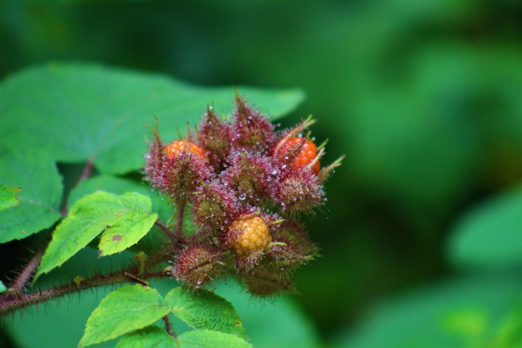 Summer Morning berries | Smithsonian Photo Contest | Smithsonian Magazine