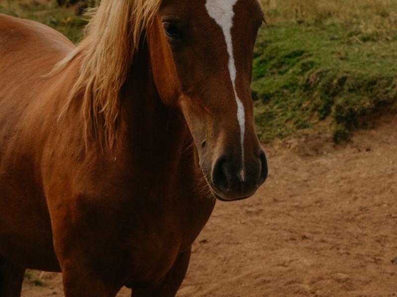 Stallion of the Cimarron | Smithsonian Photo Contest | Smithsonian Magazine