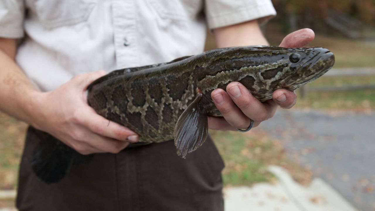 snakehead fish attack humans