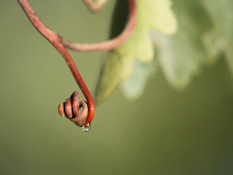 A curled vine with a drop of water attached. | Smithsonian Photo ...