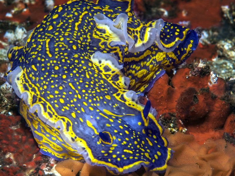 Felimare picta | Smithsonian Photo Contest | Smithsonian Magazine