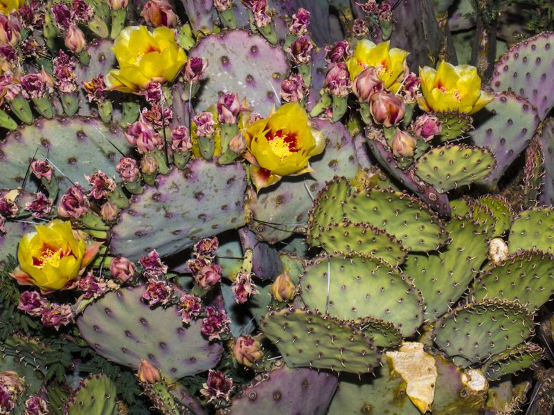Colorful Cacti | Smithsonian Photo Contest | Smithsonian Magazine