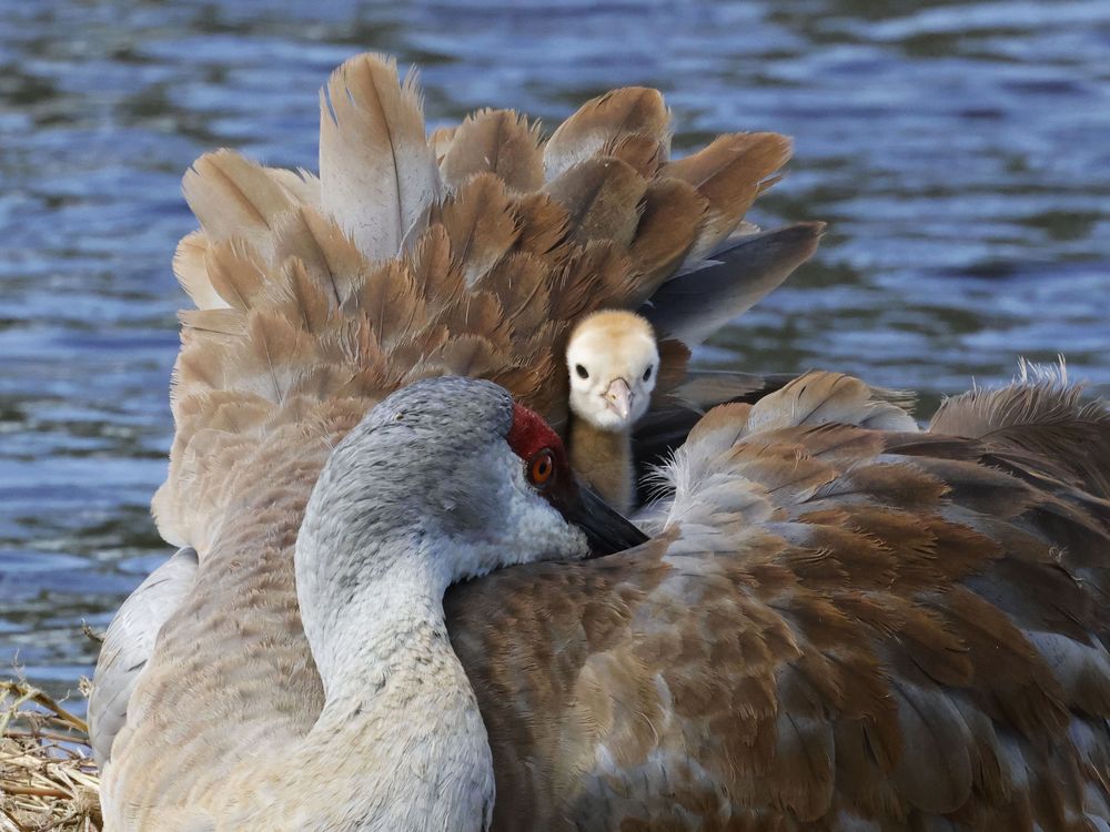 Sandhill Crane with Colt | Smithsonian Photo Contest | Smithsonian Magazine