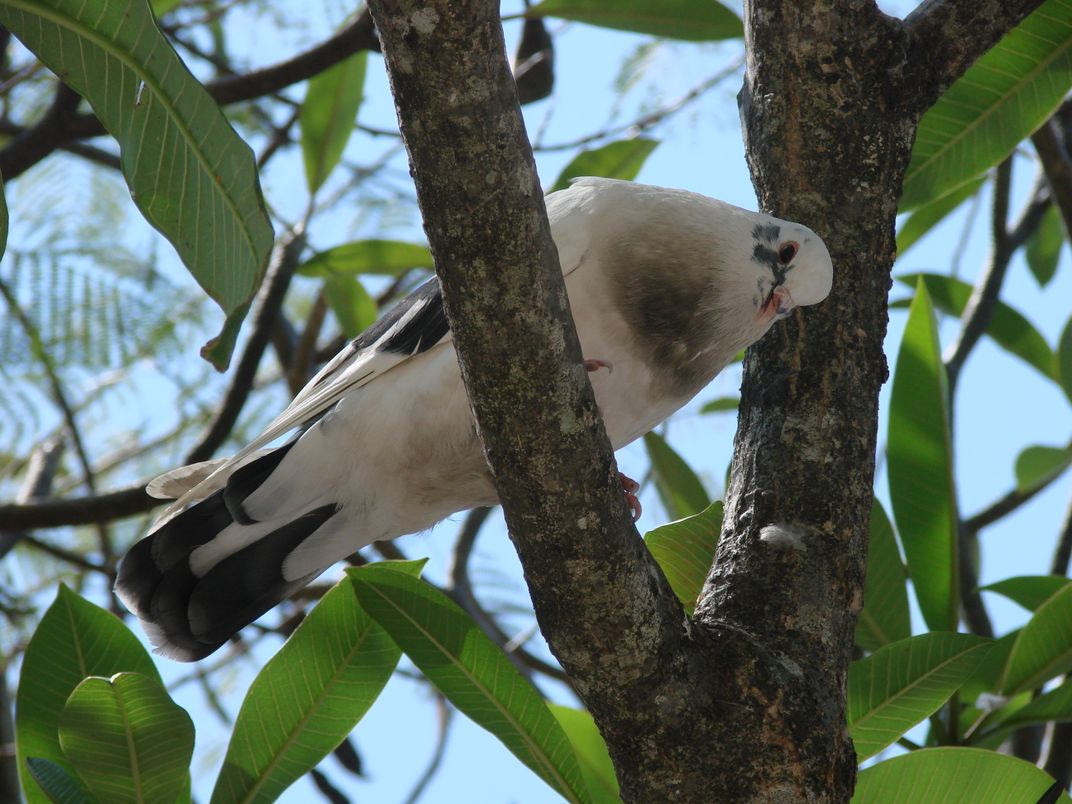 A pigeon watches me from a tree | Smithsonian Photo Contest ...