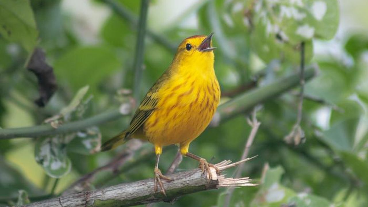 Yellow Warbler Bird