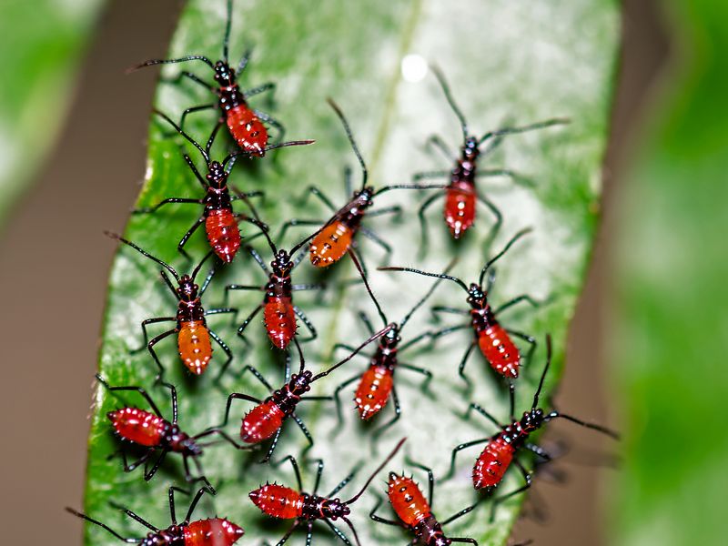 Red Aphids | Smithsonian Photo Contest | Smithsonian Magazine
