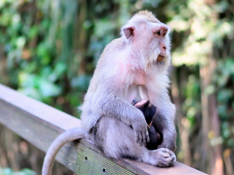 Mama and Baby Monkey | Smithsonian Photo Contest | Smithsonian Magazine