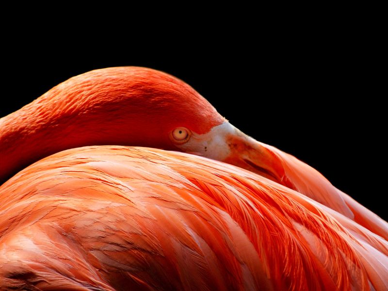 Red Flamingo | Smithsonian Photo Contest | Smithsonian Magazine