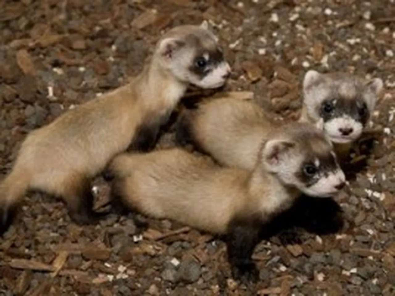Newborn Ferret Name