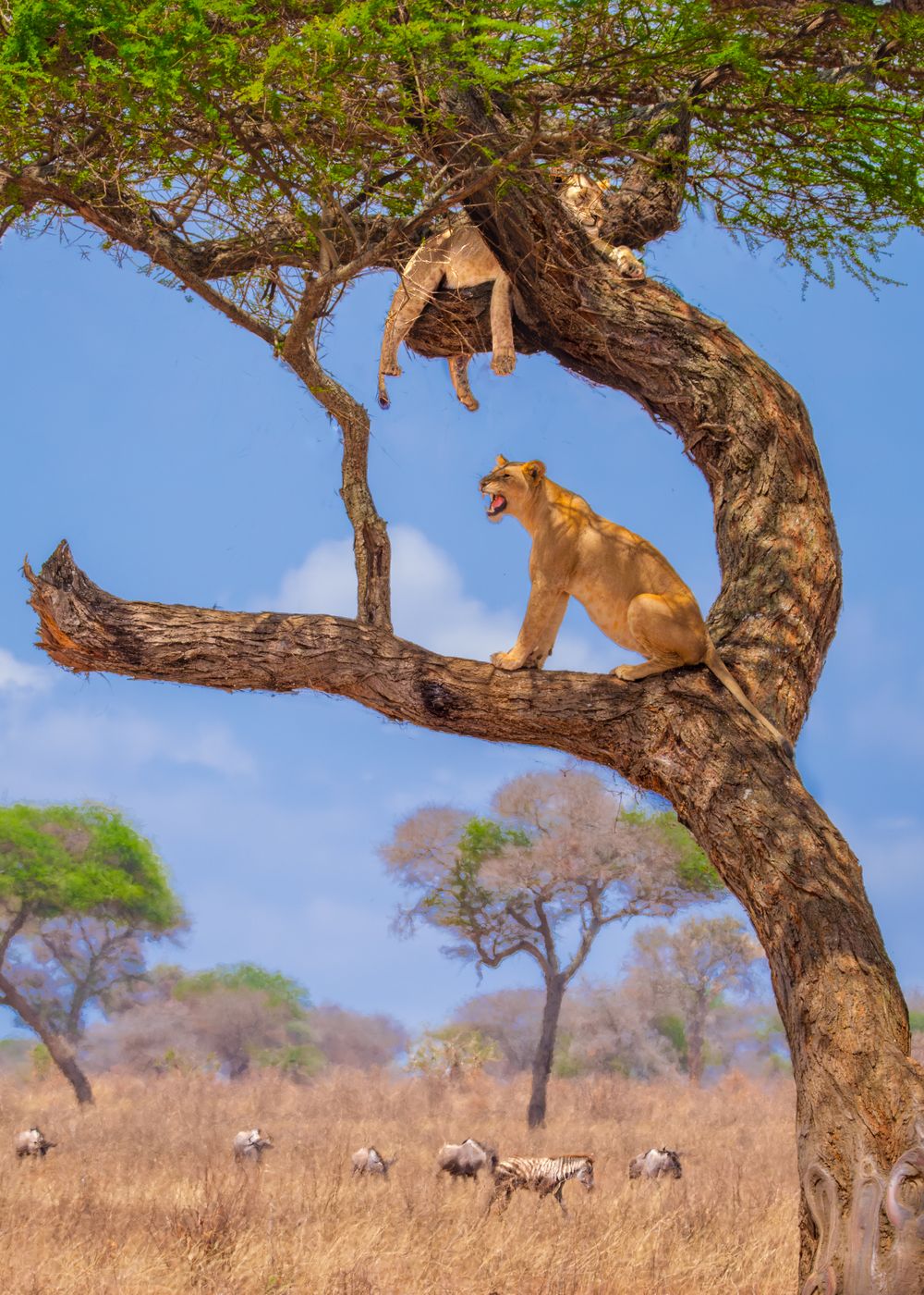 Smithsonian Magazine Daily Newsletter