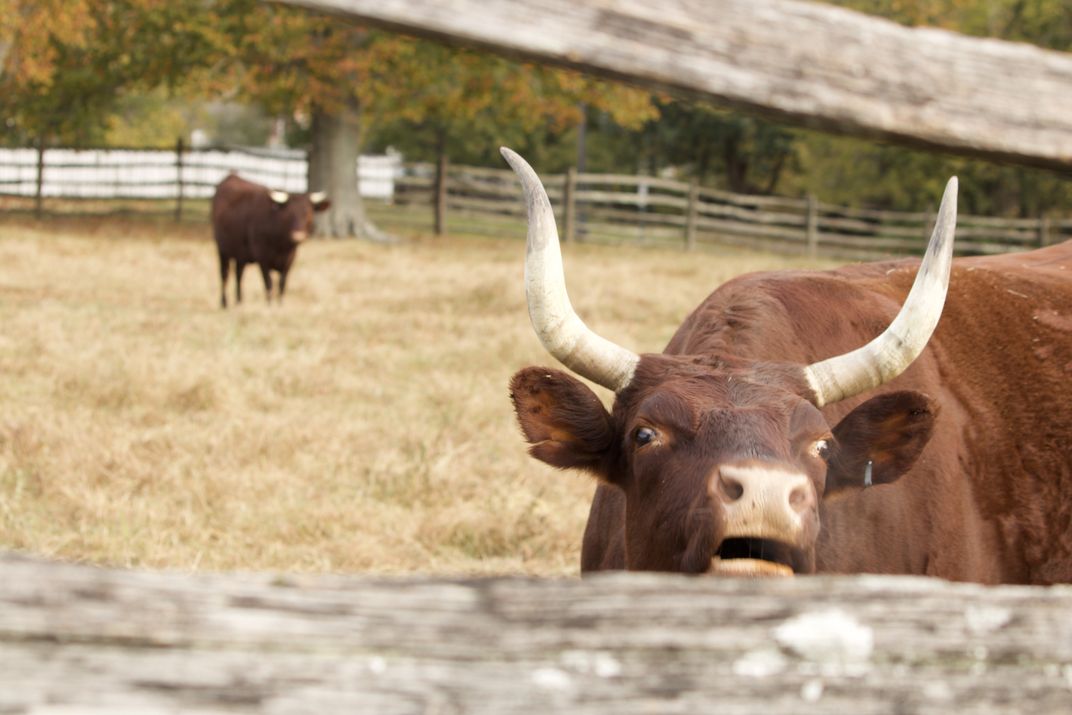 Bull and cow at Colonial Williamsburg | Smithsonian Photo Contest ...