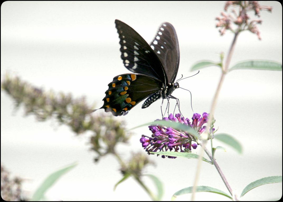 Black Swallowtail On Butterfly Bush | Smithsonian Photo Contest ...