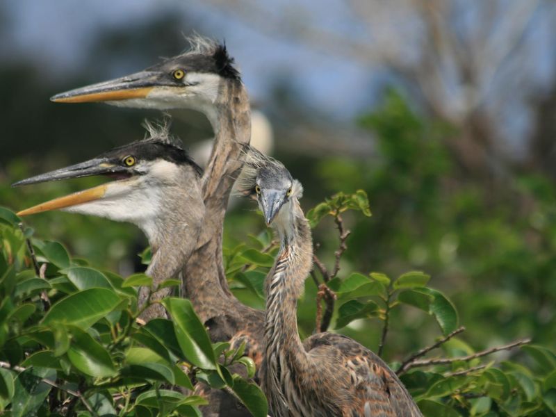 Baby Great Blue Herons | Smithsonian Photo Contest | Smithsonian Magazine