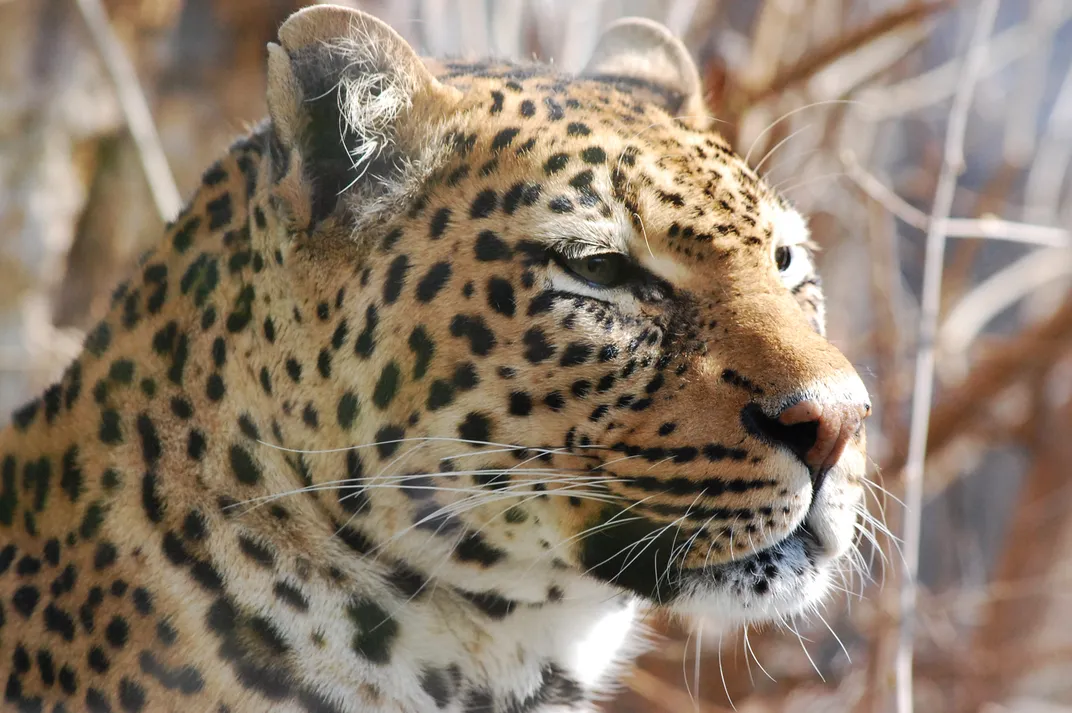 Leopard in early moning | Smithsonian Photo Contest | Smithsonian Magazine
