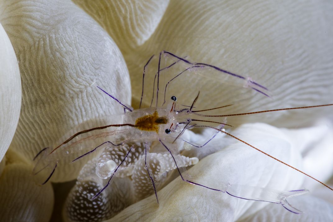 Bubble coral shrimp | Smithsonian Photo Contest | Smithsonian Magazine