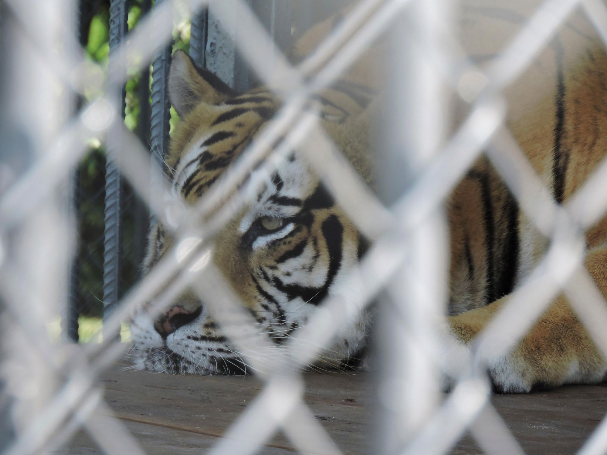 America Has a Tiger Problem And No One’s Sure How to Solve It