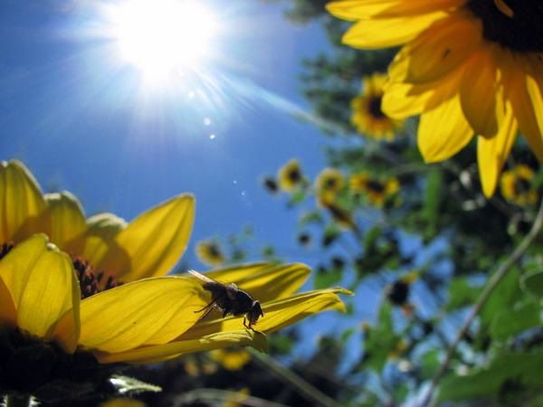 Fly on a sunflower | Smithsonian Photo Contest | Smithsonian Magazine
