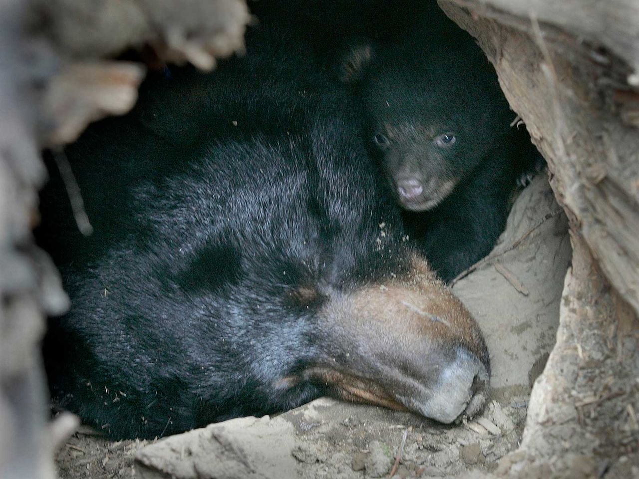black bear sleeping