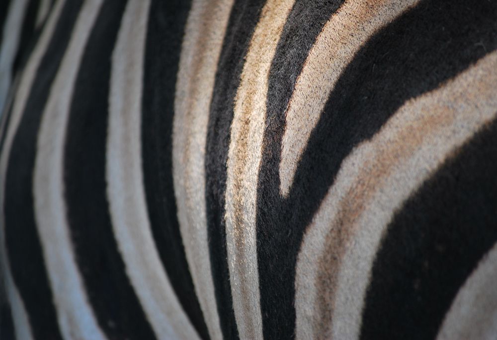 How the Zebra Got Its Stripes, According to Science