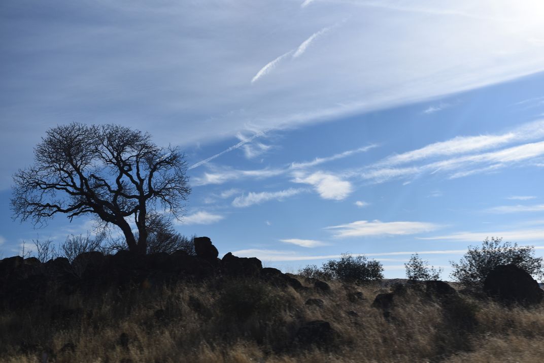 last tree standing | Smithsonian Photo Contest | Smithsonian Magazine