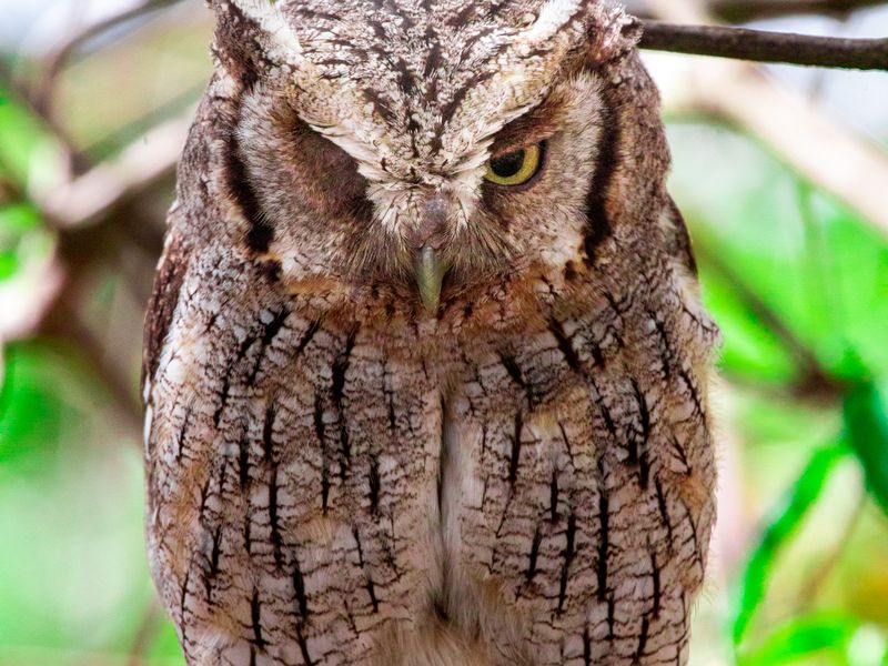 Blinking owl | Smithsonian Photo Contest | Smithsonian Magazine