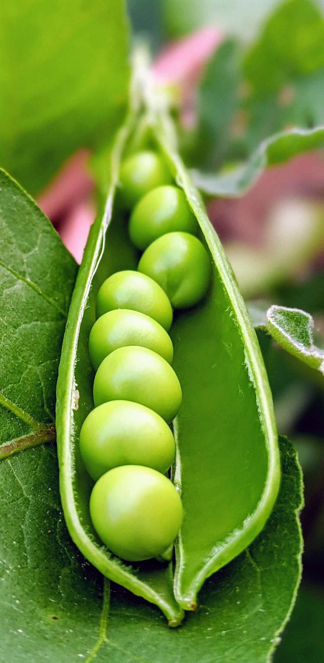 We are all the same peas in one pod - Vasudhaiva Kutumbukam - The world ...