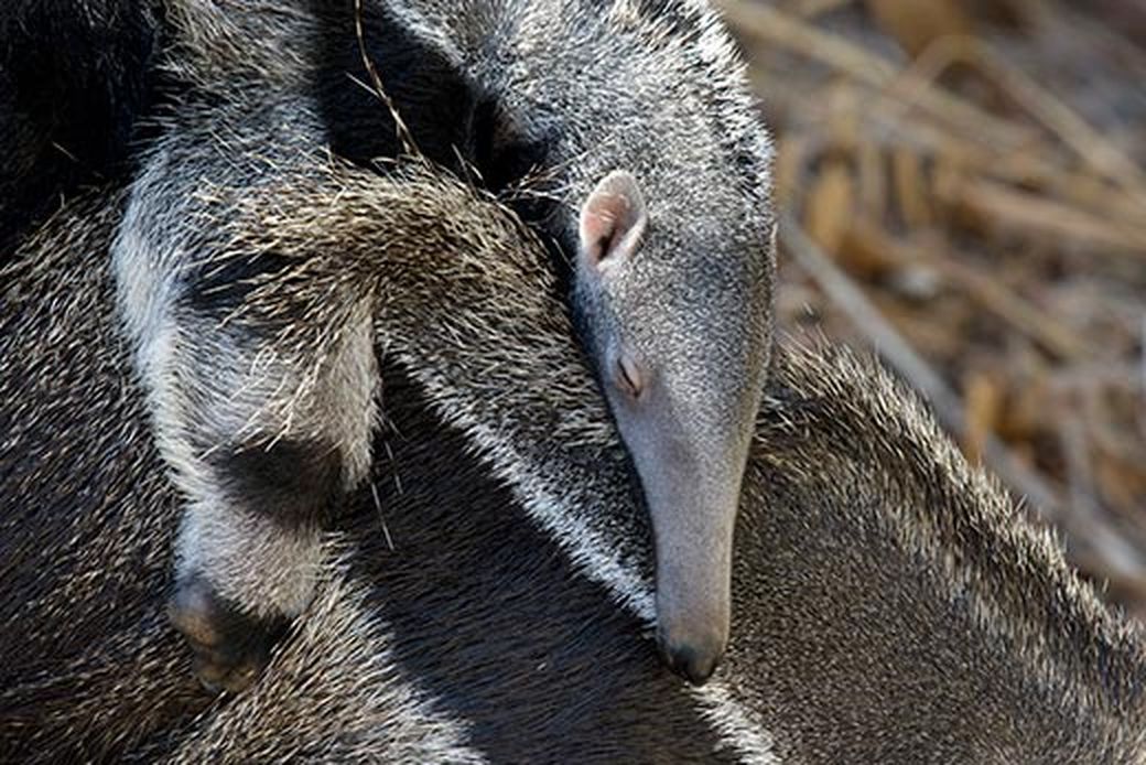 National Zoo Adds a Twist to Anteater Naming