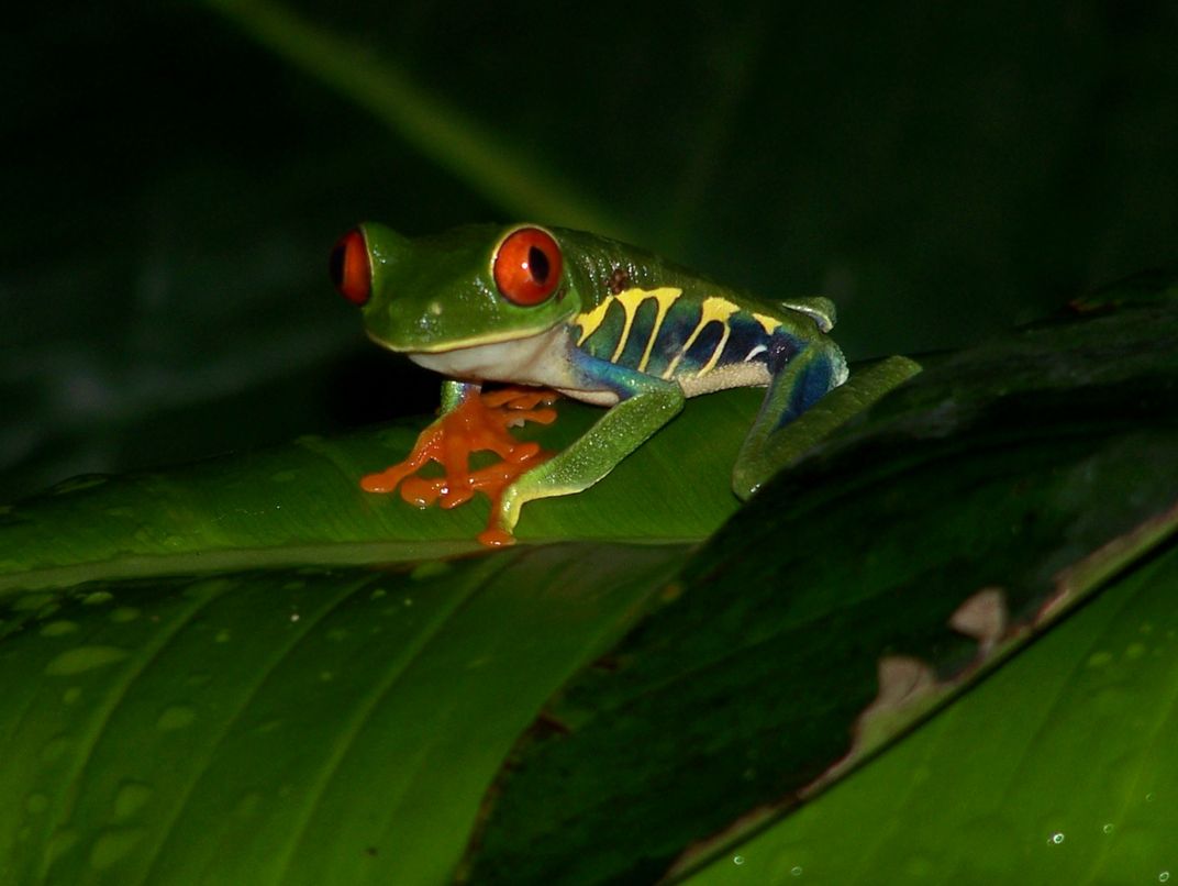 Red-eyed tree frog deep in the Costa Rican rainforest near the ...
