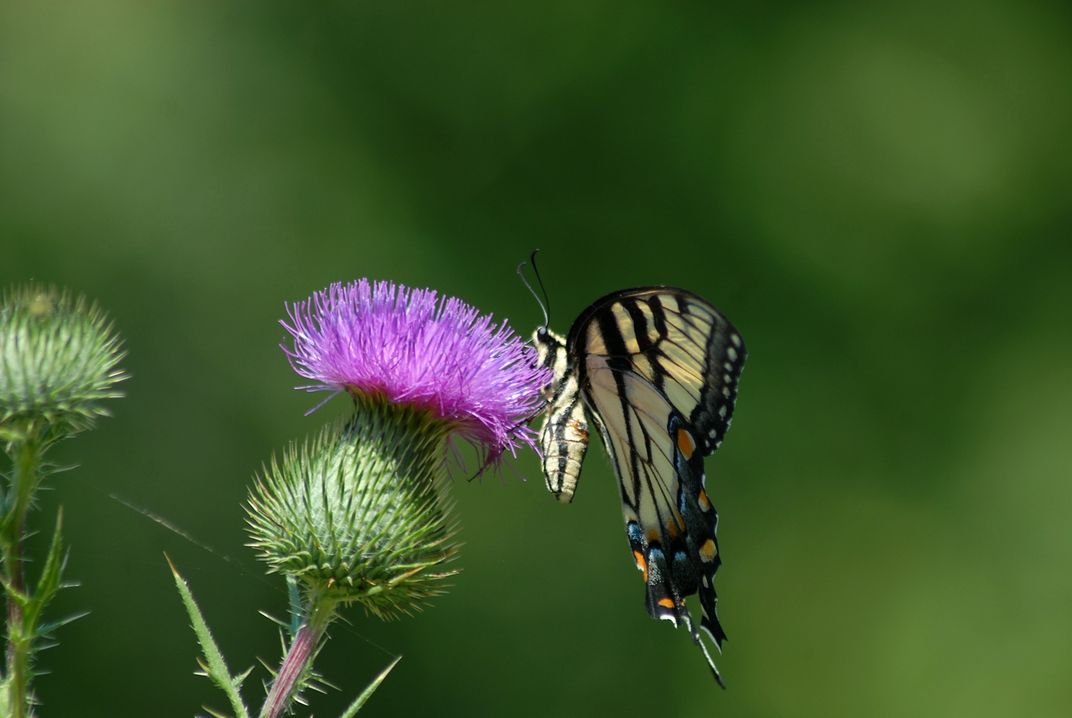 Swallowtail Butterfly on Thistle at a Will County Forest Preserve in ...