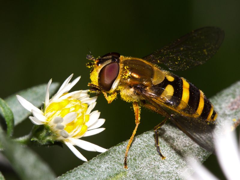 Hoverfly pollinating | Smithsonian Photo Contest | Smithsonian Magazine