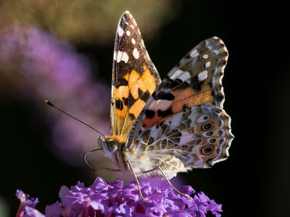 Where Do Butterflies Migrate From? Clues Can Be Found in Pollen on ...