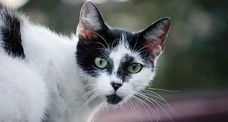 feral cat description