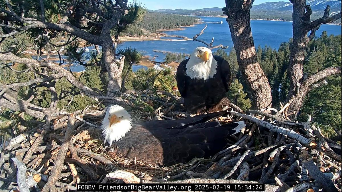 Watch California's Internet-Famous Bald Eagles Tend to Three New Eggs, Expected to Hatch Soon