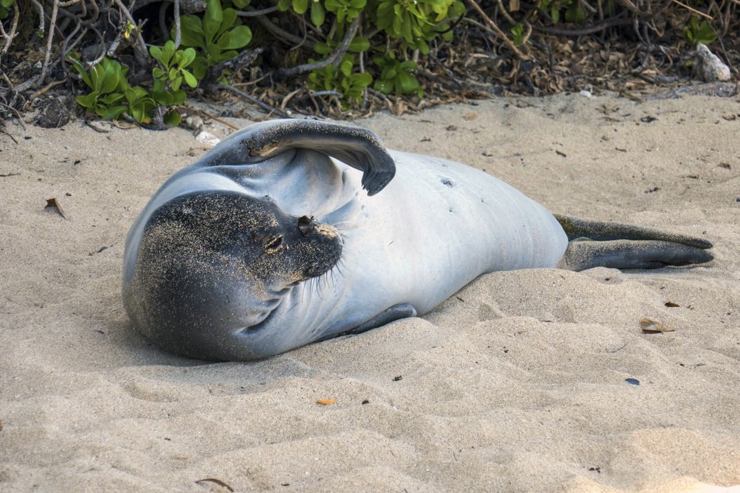 Awakened, a Hawaiian monk seals assesses his surroundings | Smithsonian ...