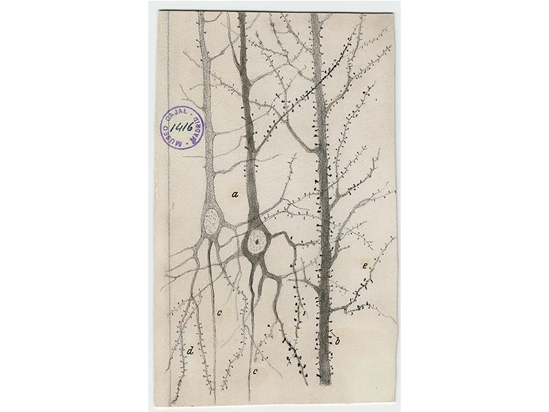 neuron art drawing